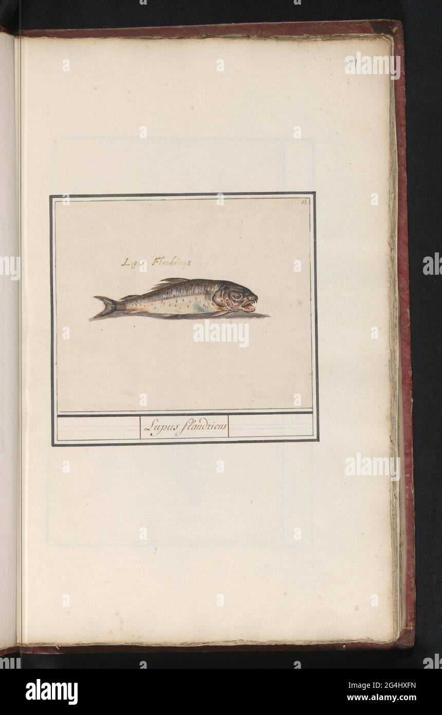 Lupus flandricus -Fotos und -Bildmaterial in hoher Auflösung – Alamy