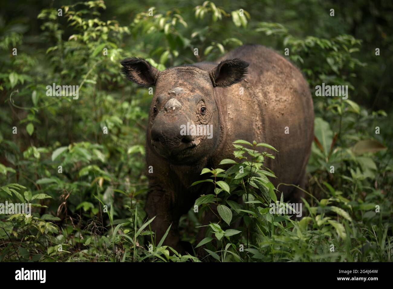 Sumatra nashorn heiligtum -Fotos und -Bildmaterial in hoher Auflösung ...