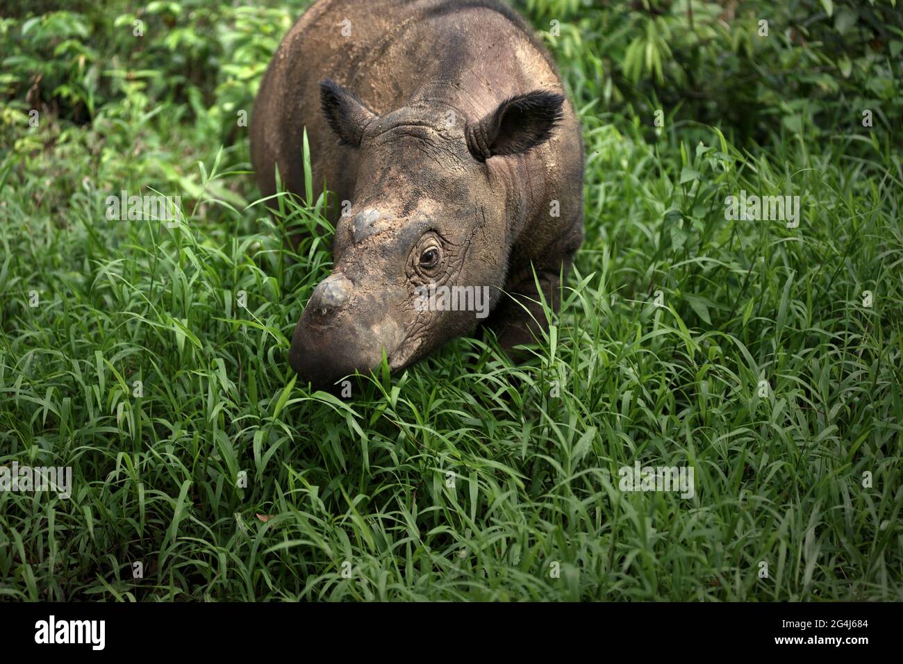 Sumatran nashorn kalb -Fotos und -Bildmaterial in hoher Auflösung – Alamy