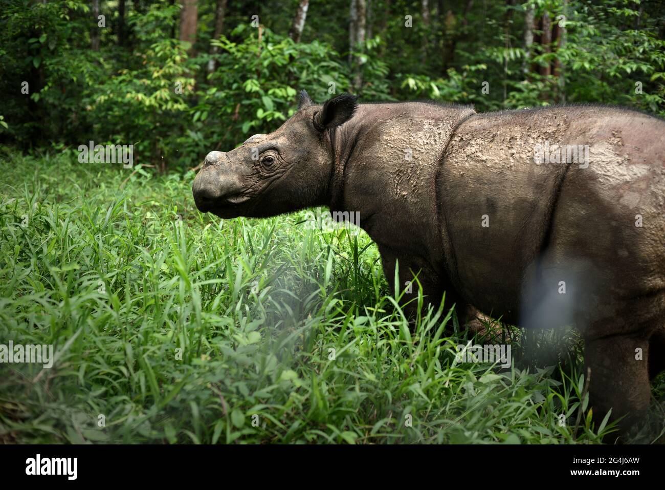 Sumatran nashorn kalb -Fotos und -Bildmaterial in hoher Auflösung – Alamy