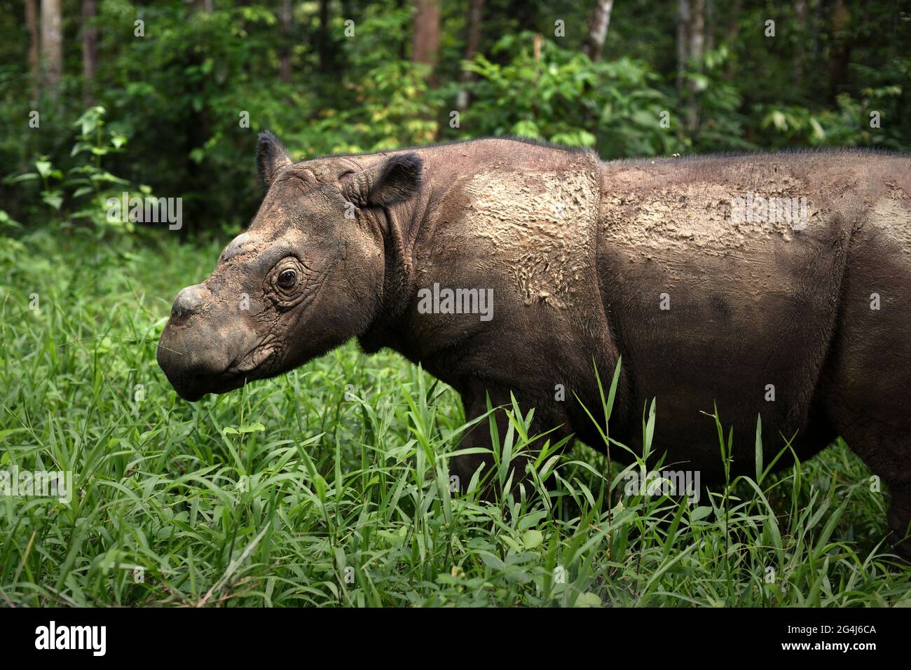 Sumatran nashorn kalb -Fotos und -Bildmaterial in hoher Auflösung – Alamy