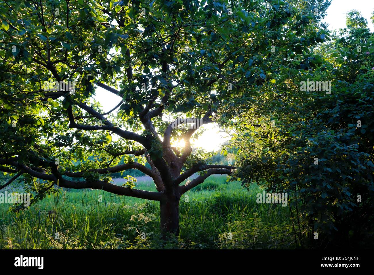 Magischer baum -Fotos und -Bildmaterial in hoher Auflösung – Alamy