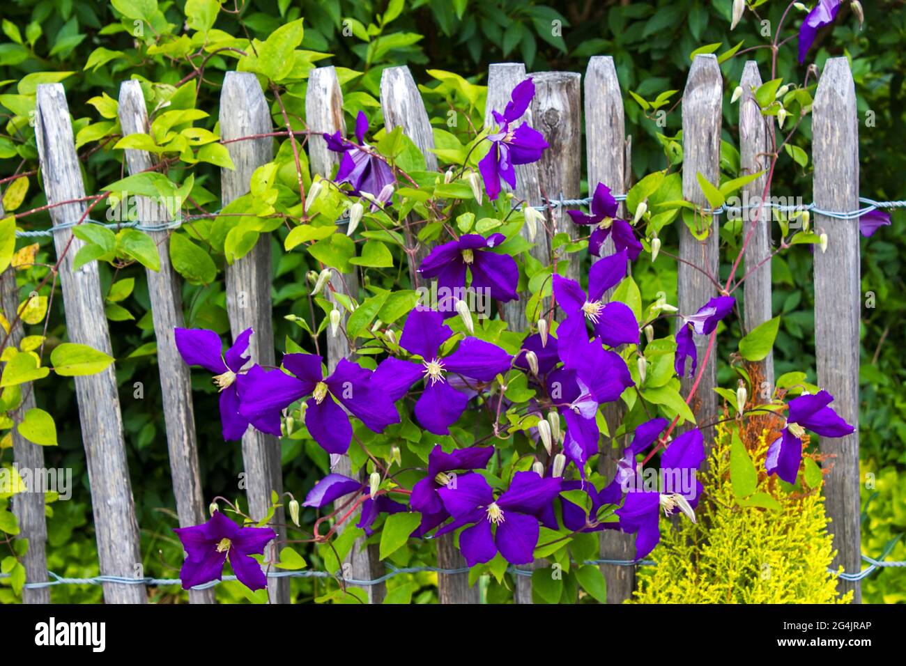 Klettern rose und clematis -Fotos und -Bildmaterial in hoher Auflösung ...
