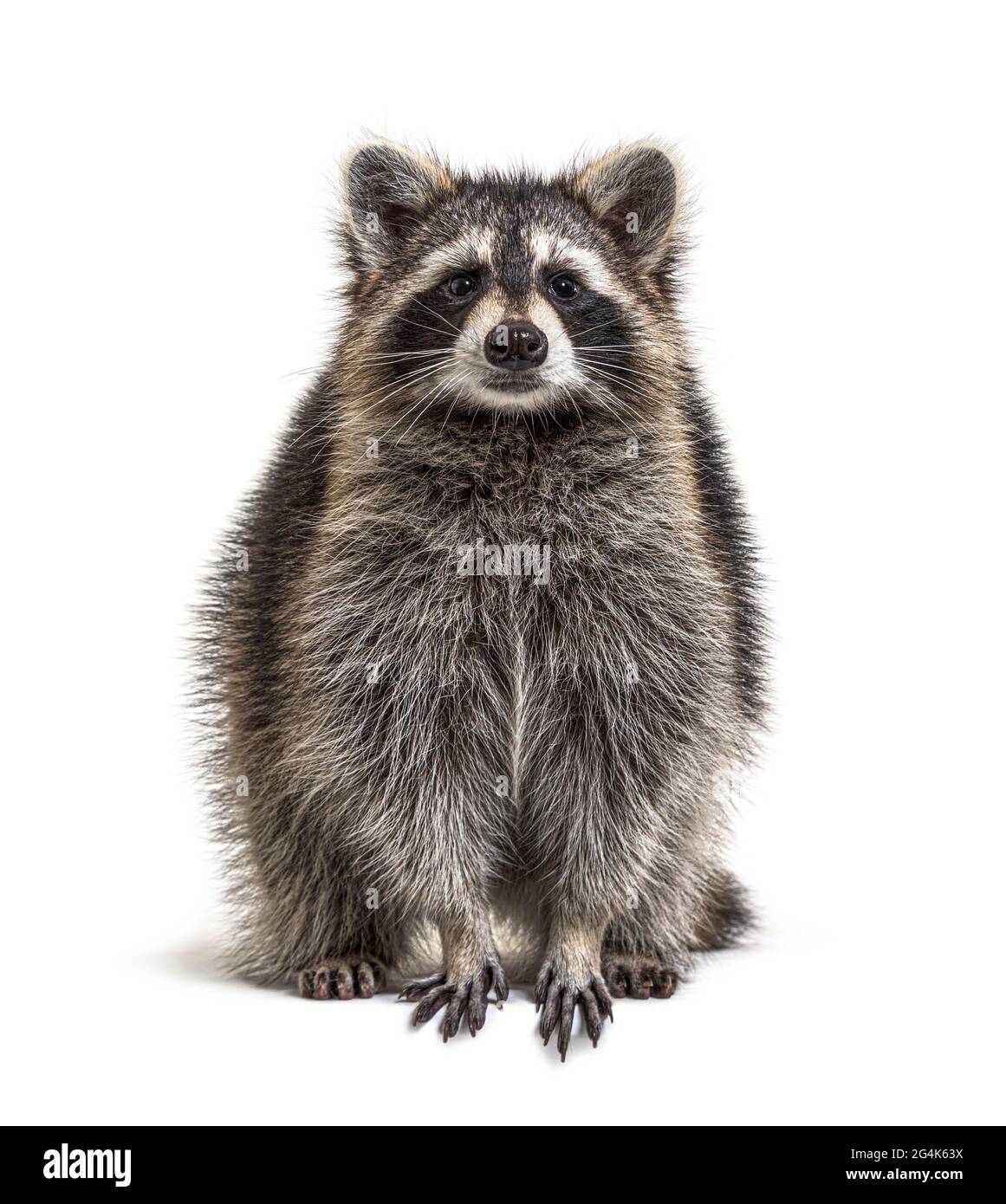 Wild raccoon -Fotos und -Bildmaterial in hoher Auflösung – Alamy