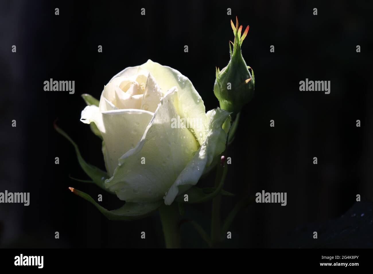 Weisse rose trauer -Fotos und -Bildmaterial in hoher Auflösung – Alamy