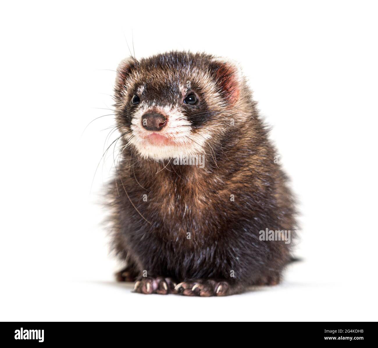 Der iltis -Fotos und -Bildmaterial in hoher Auflösung – Alamy