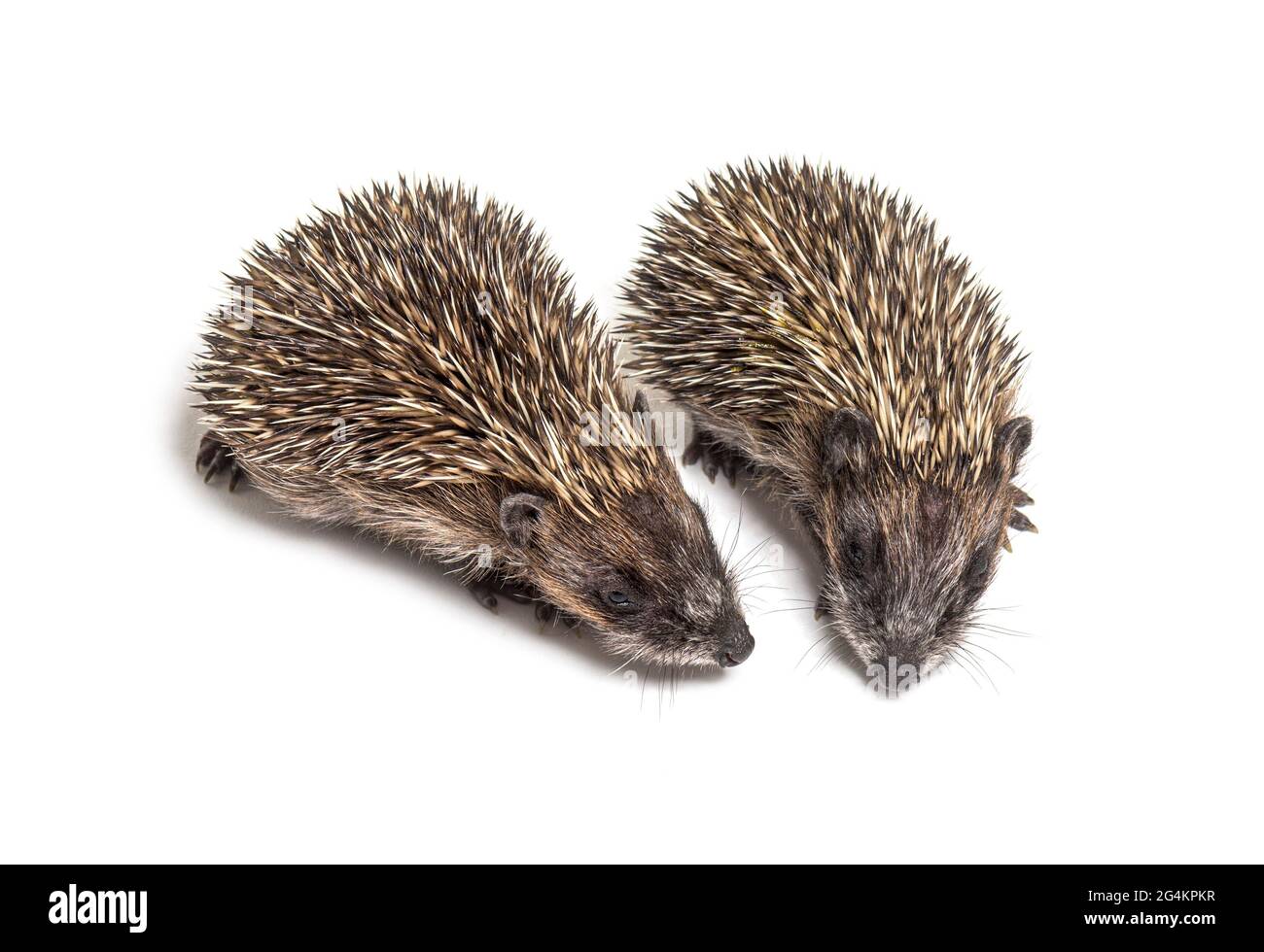 Zwei junge igel -Fotos und -Bildmaterial in hoher Auflösung – Alamy