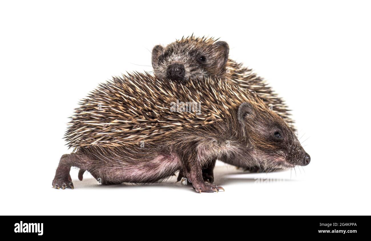 Zwei junge igel -Fotos und -Bildmaterial in hoher Auflösung – Alamy