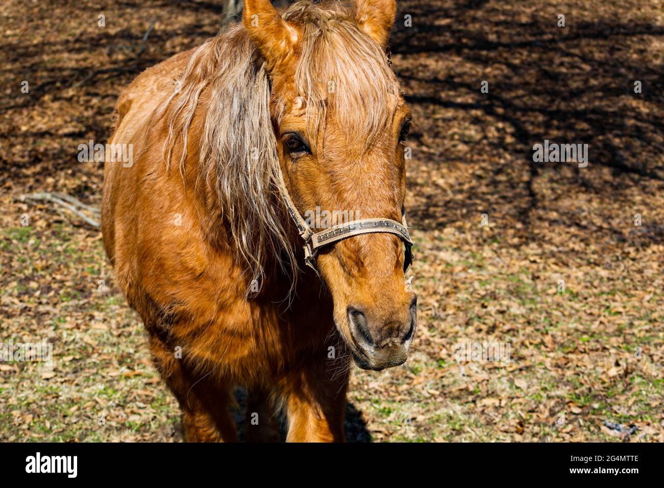 Handsome horse -Fotos und -Bildmaterial in hoher Auflösung – Alamy
