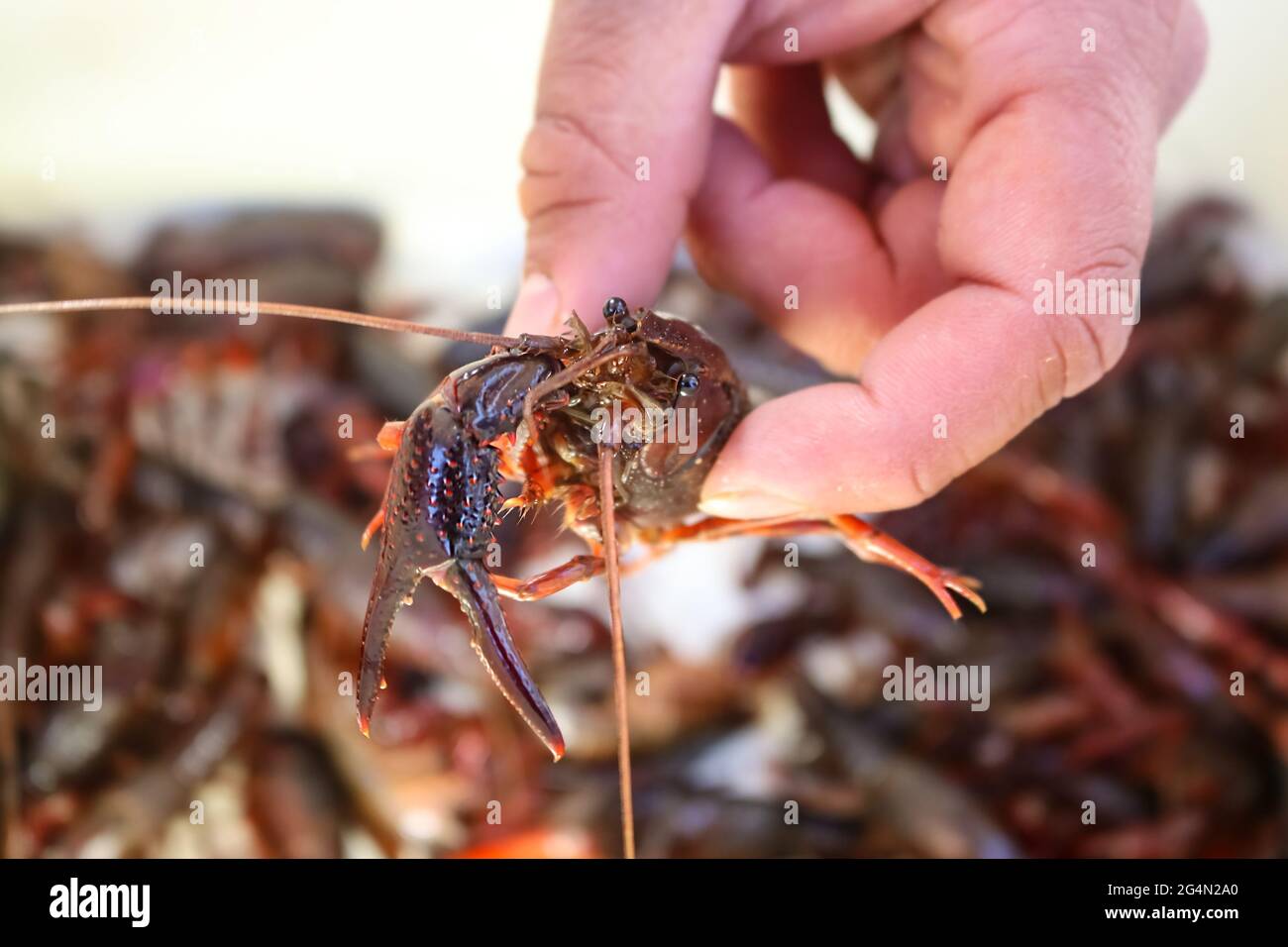 Einen crawdad halten -Fotos und -Bildmaterial in hoher Auflösung – Alamy