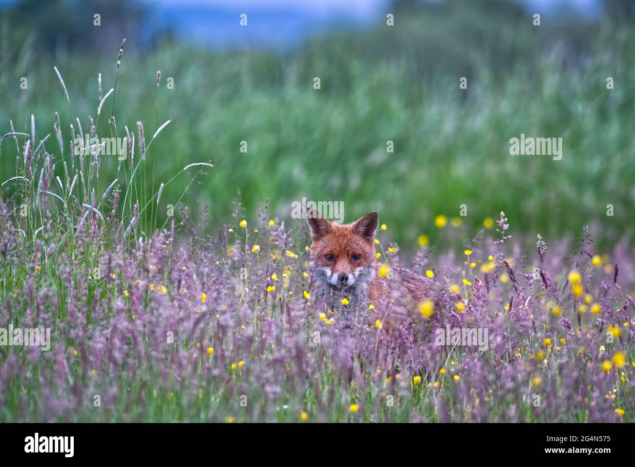 Rotfuchs in butterblumen -Fotos und -Bildmaterial in hoher Auflösung ...