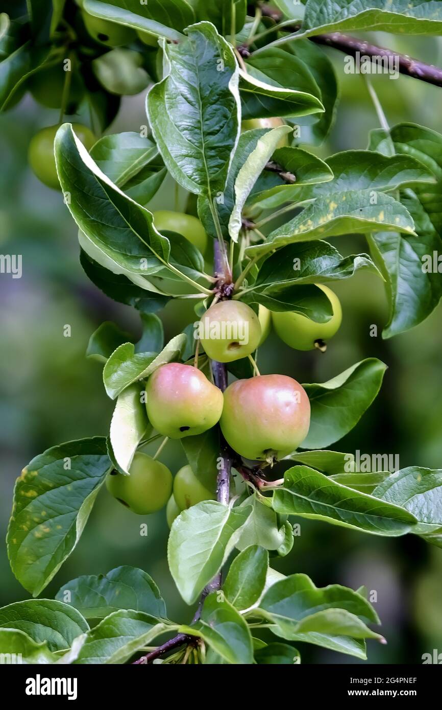 Äpfel am Baum (Malus) Frühsommer vor der Ernte, Bayern, Deutschland ...