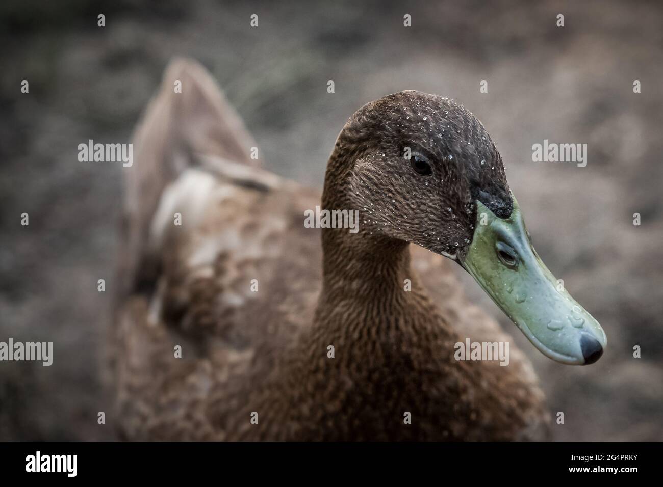 Kleine australische ente -Fotos und -Bildmaterial in hoher Auflösung ...
