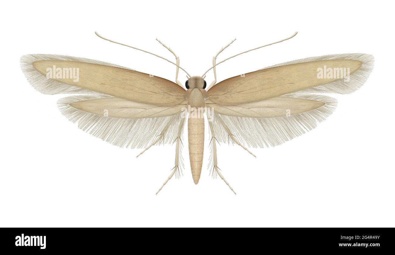 Kleidermotte tineola bisselliella -Fotos und -Bildmaterial in hoher ...