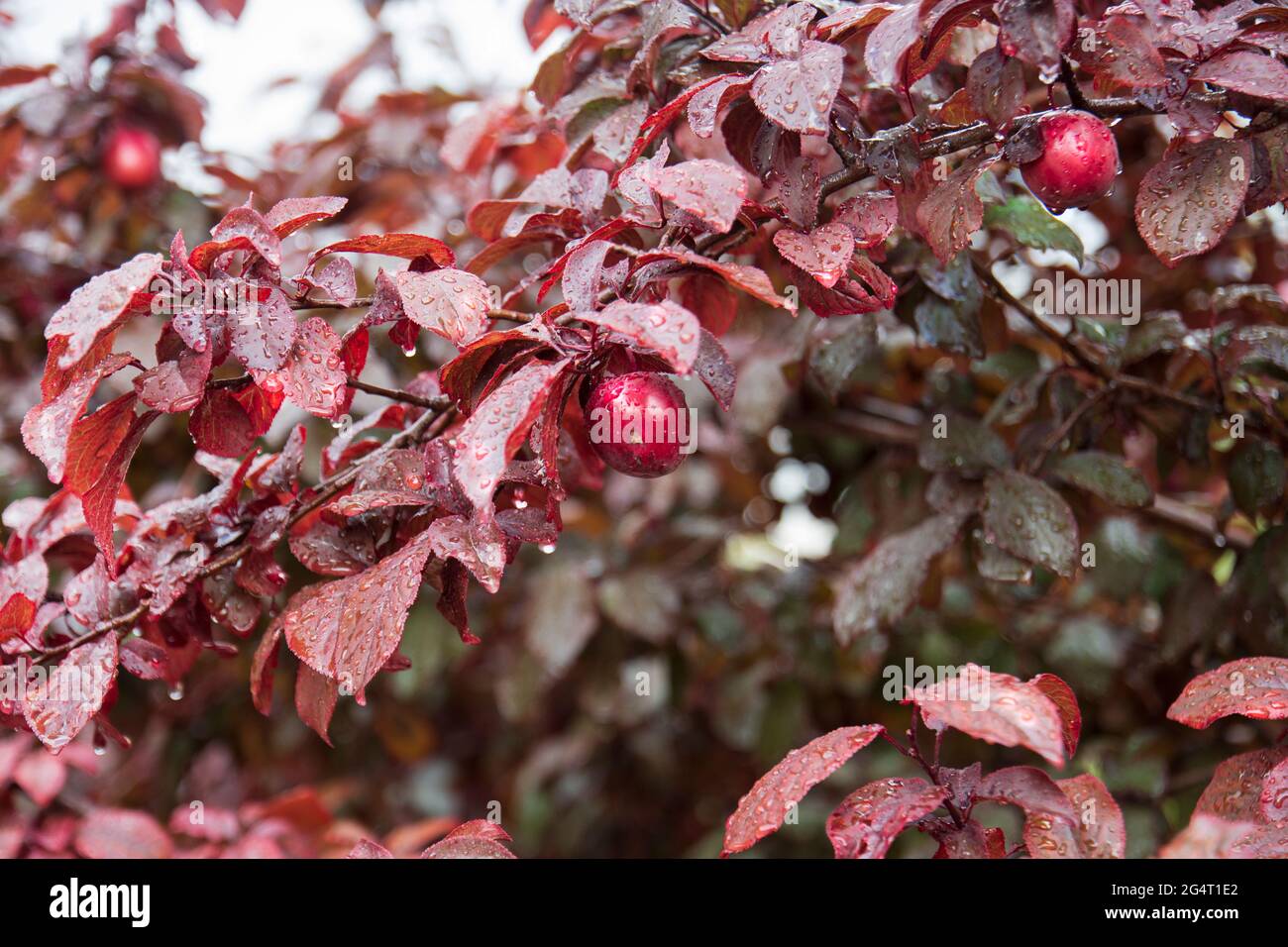 Pflaumenbaum mit rotem Blatt und seiner Frucht am Ast. prunus ...