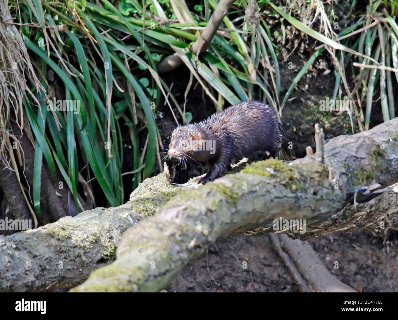 Nerz foto -Fotos und -Bildmaterial in hoher Auflösung – Alamy