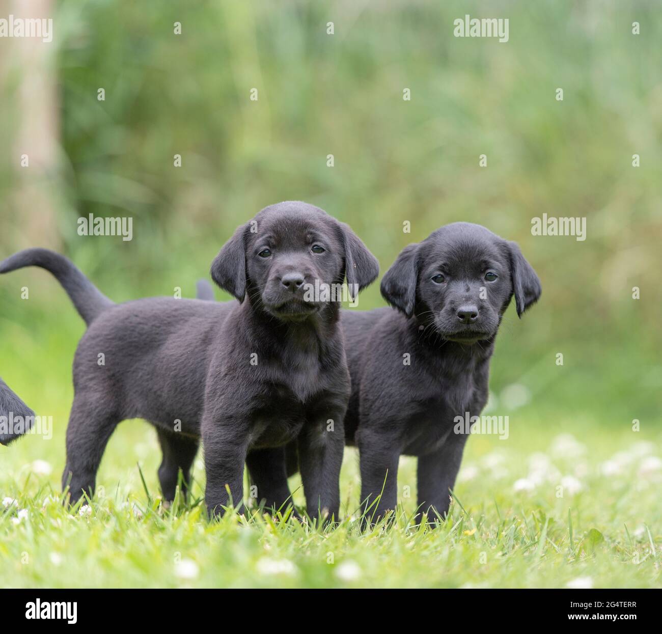 Sehen auge welpen -Fotos und -Bildmaterial in hoher Auflösung – Alamy