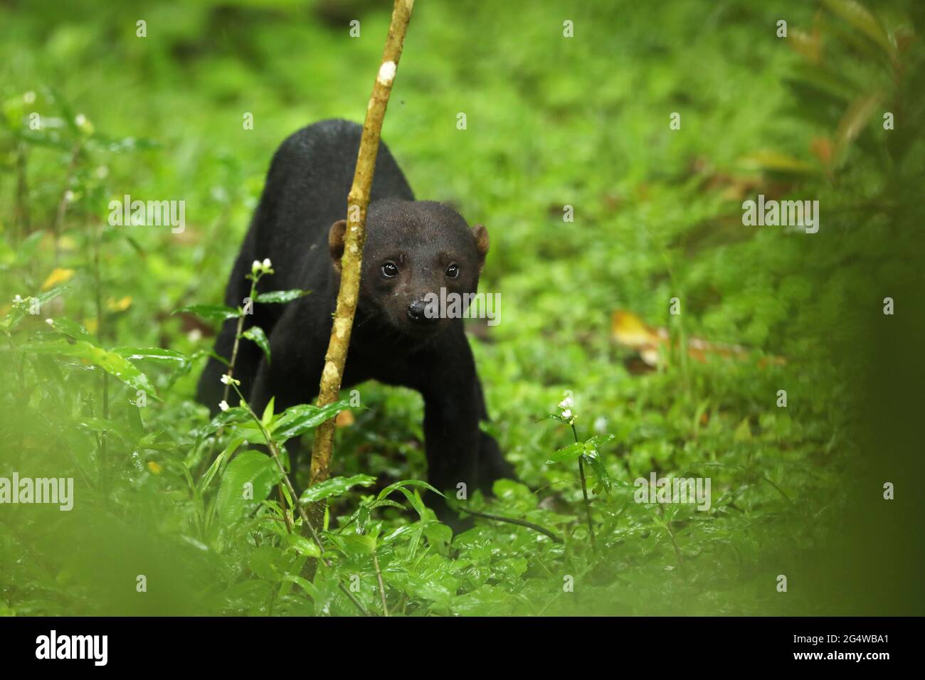 Die Tayra (Eira barbara) ist ein allesfressendes Tier aus der Wiesel ...