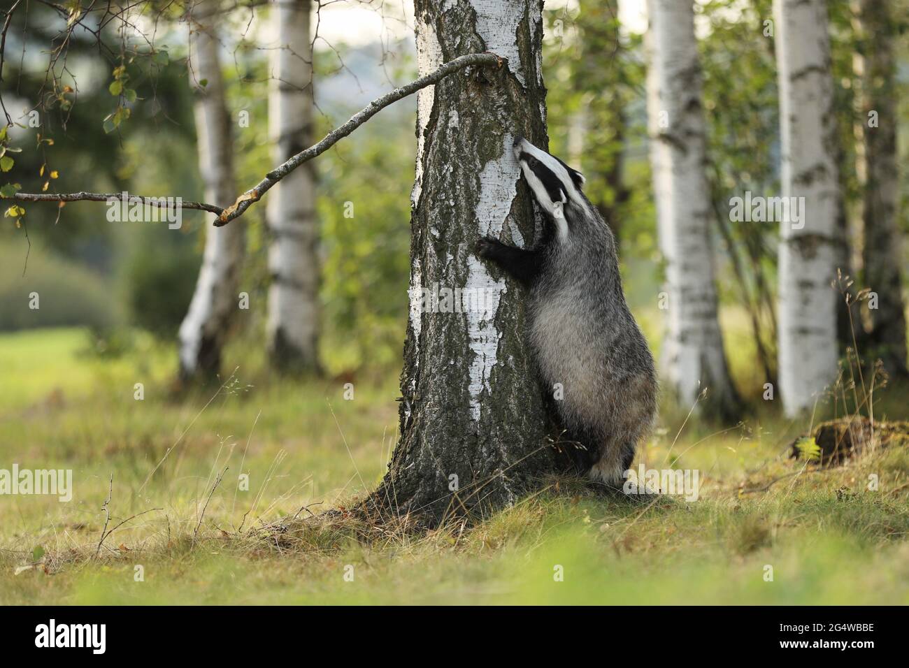 Dachs in der Nähe von Birke, Lebensraum tierischer Natur, Deutschland ...