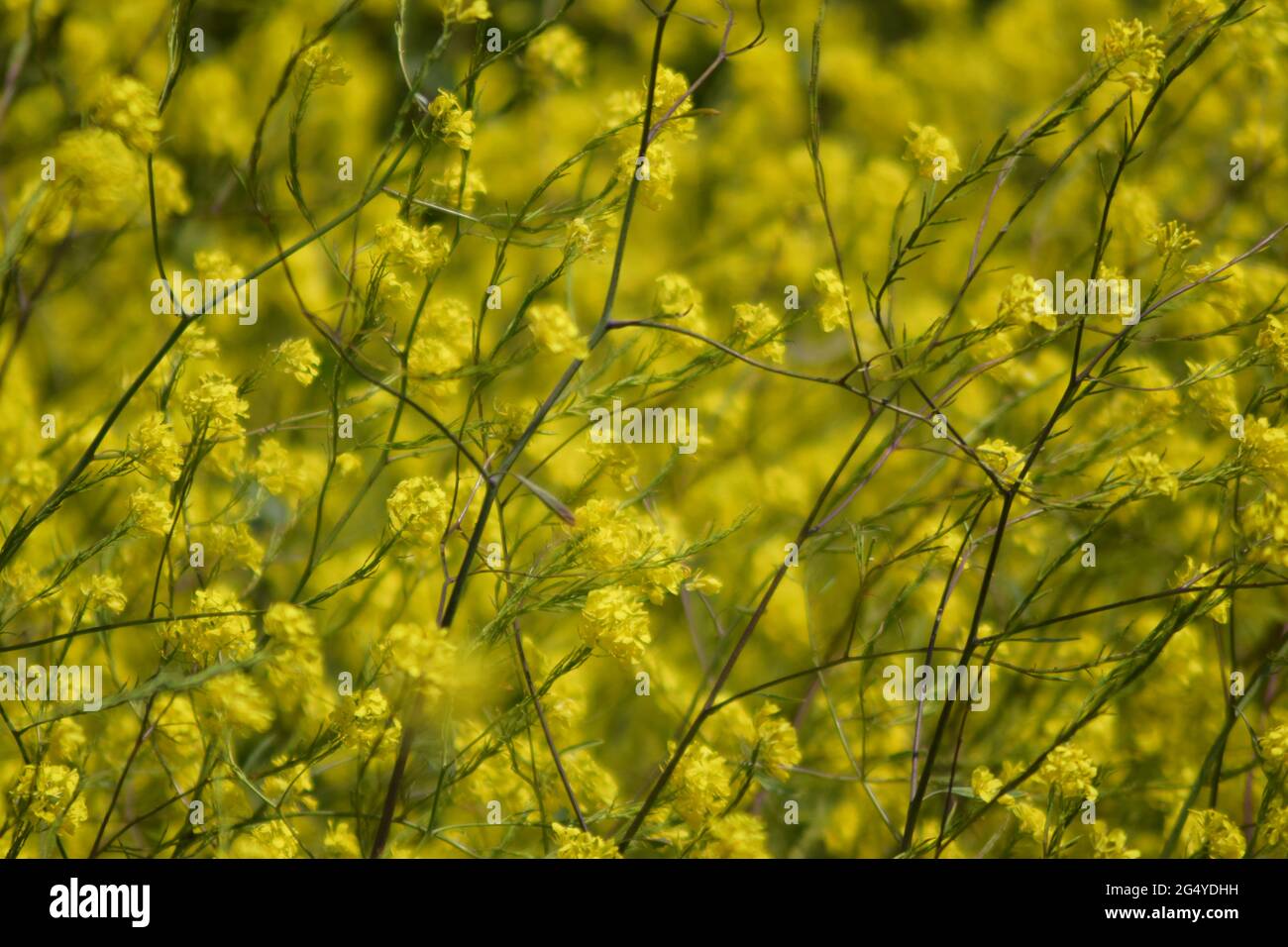 Leuchtend gelbe wildblumen -Fotos und -Bildmaterial in hoher Auflösung ...