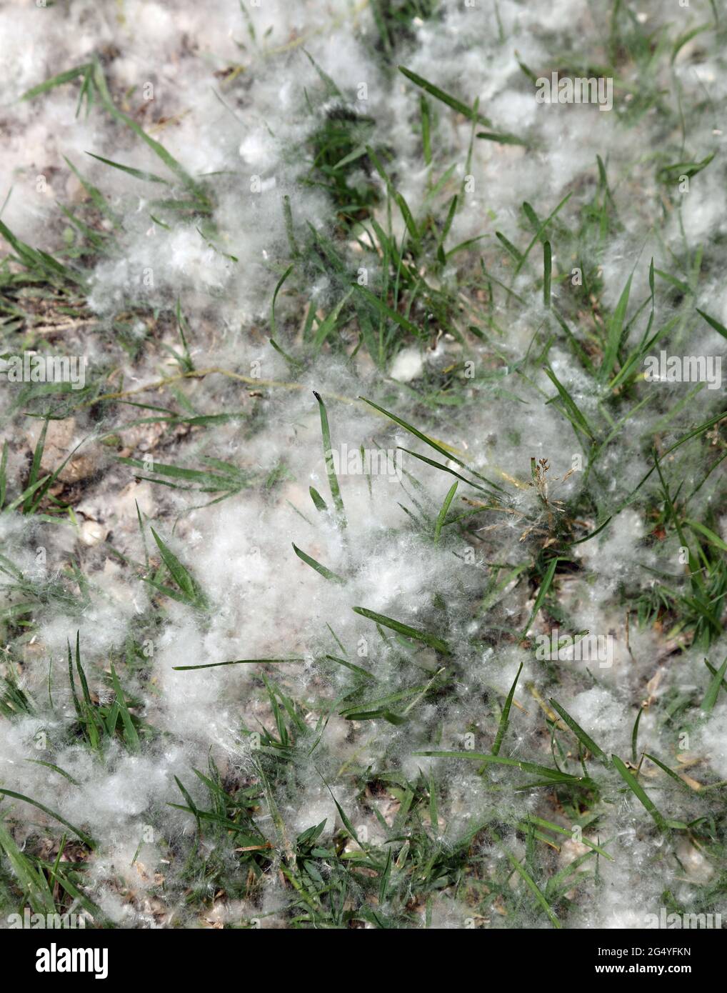 Weißer Pollen wie Baumwollkugeln, die im Frühjahr von Pappelbäumen ...