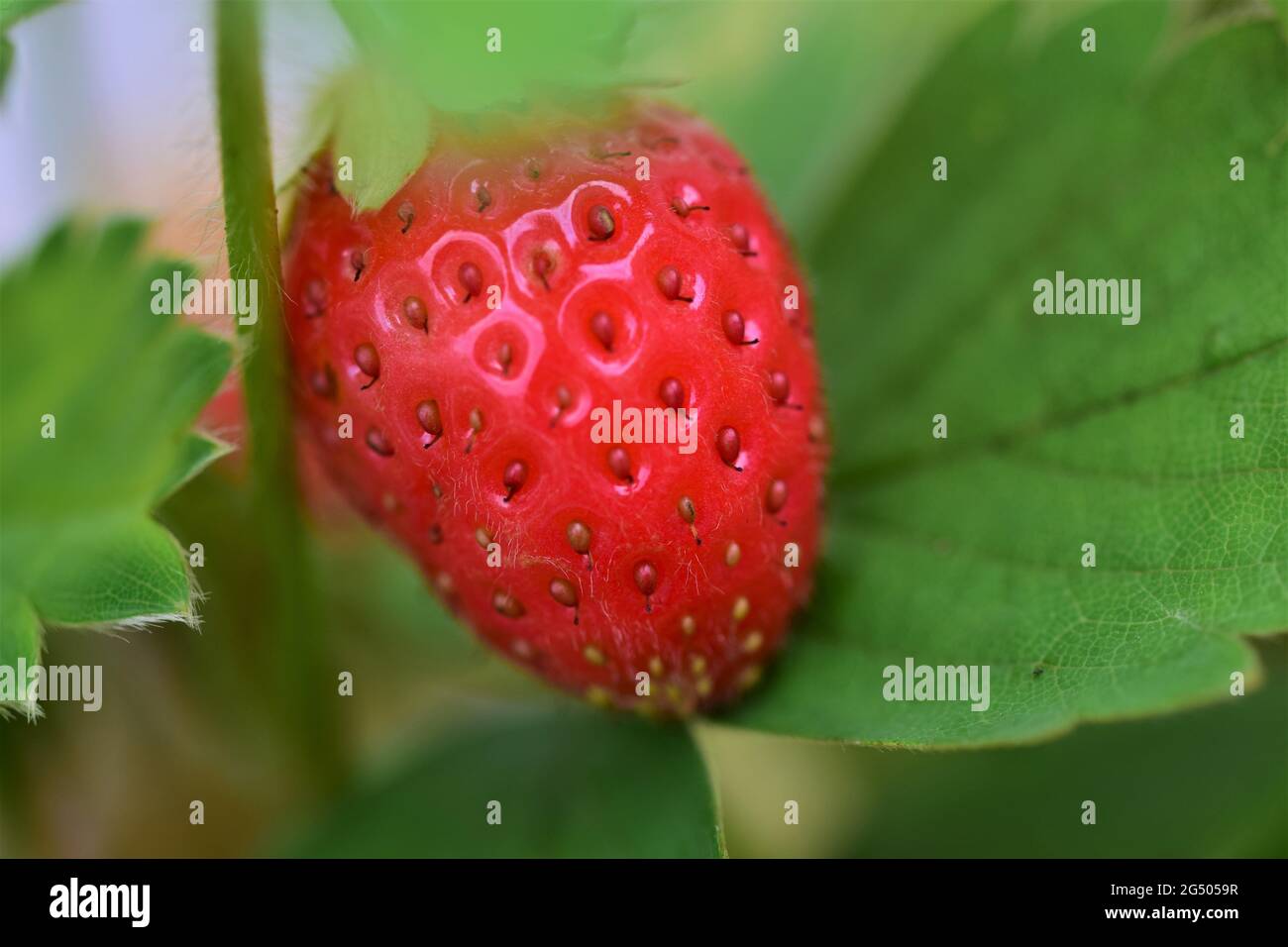 Roter stiel mit roten blättern -Fotos und -Bildmaterial in hoher ...