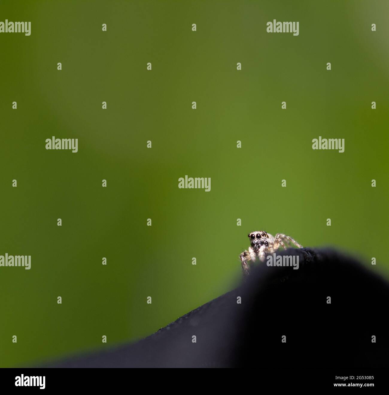 Diffuser hintergrund -Fotos und -Bildmaterial in hoher Auflösung – Alamy