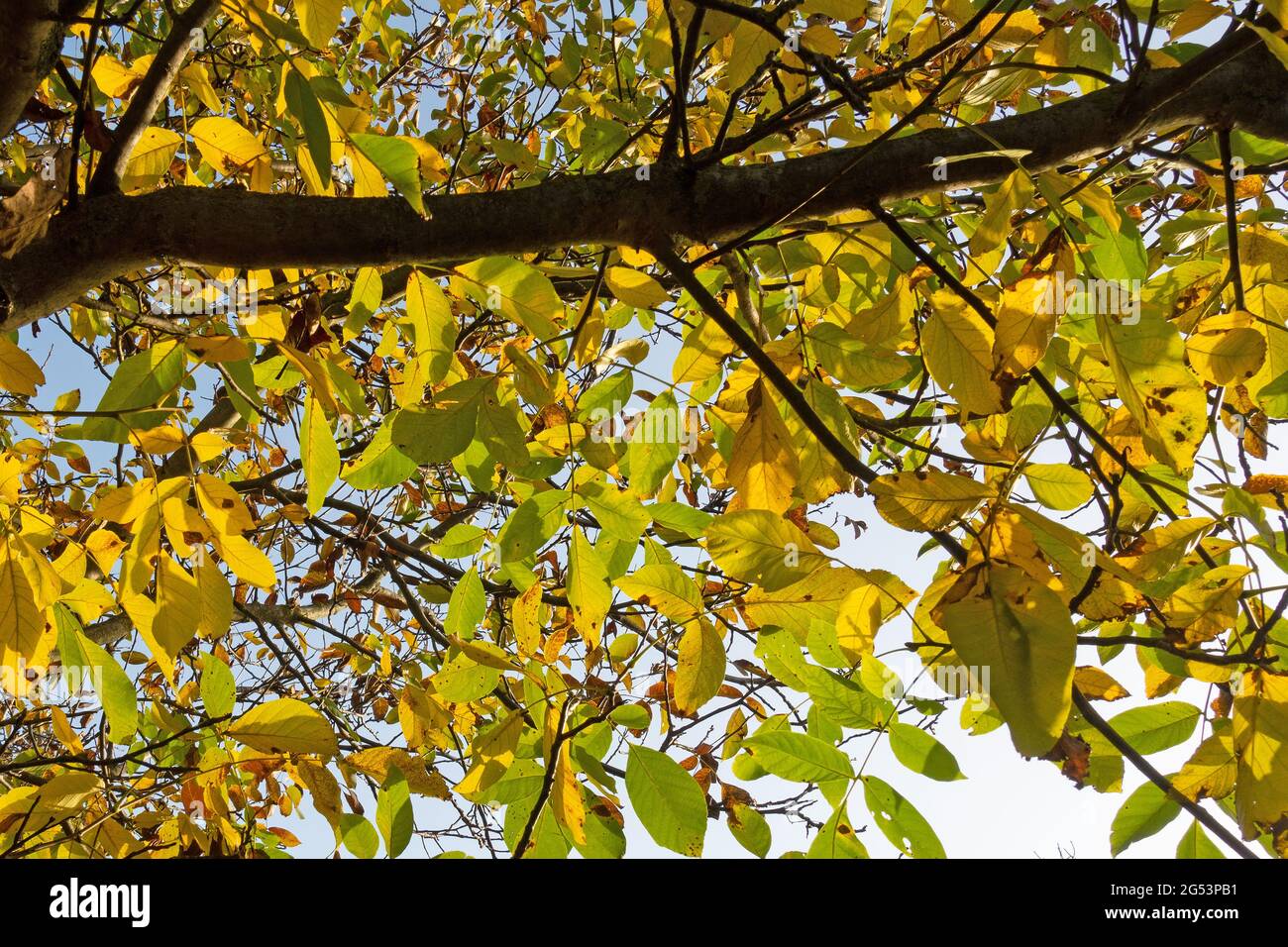 Walnuss baum blatt -Fotos und -Bildmaterial in hoher Auflösung – Alamy