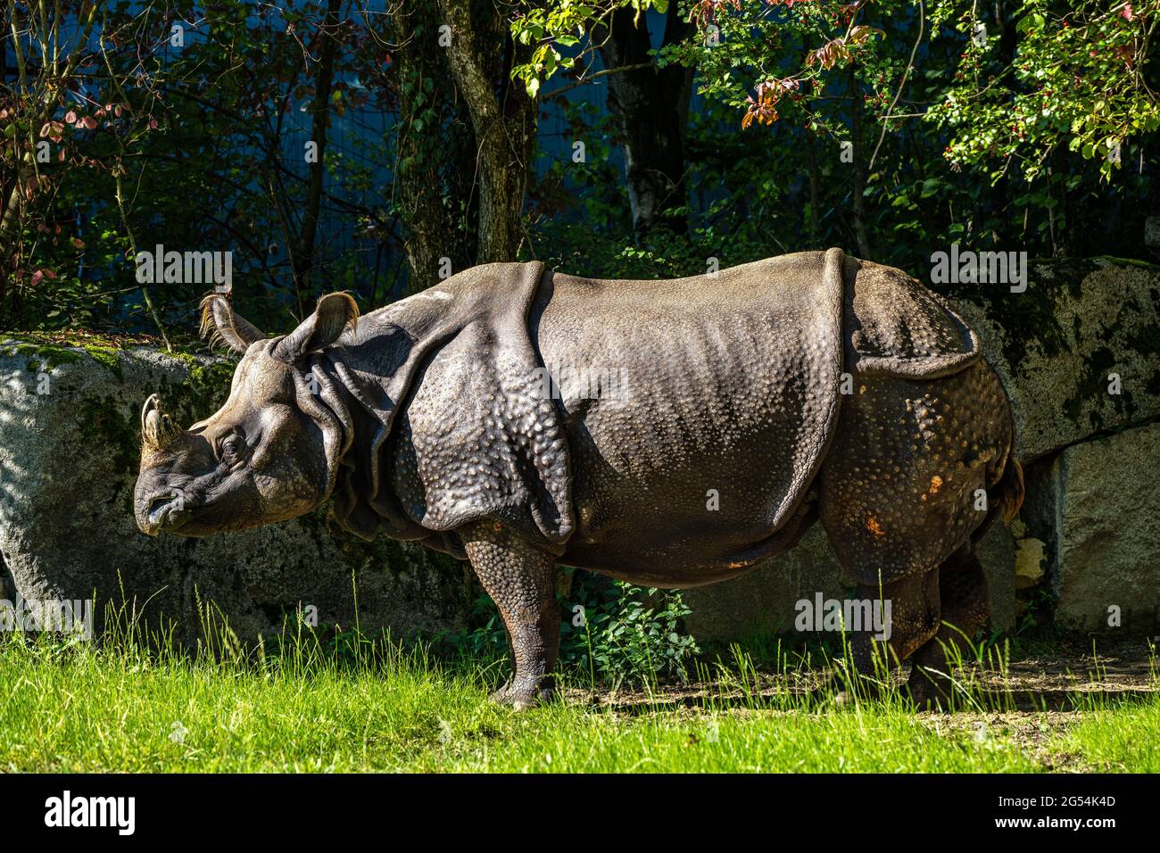 Das indische Nashorn, Rhinoceros unicornis wird auch als größere One-horned Rhinoceros und ...