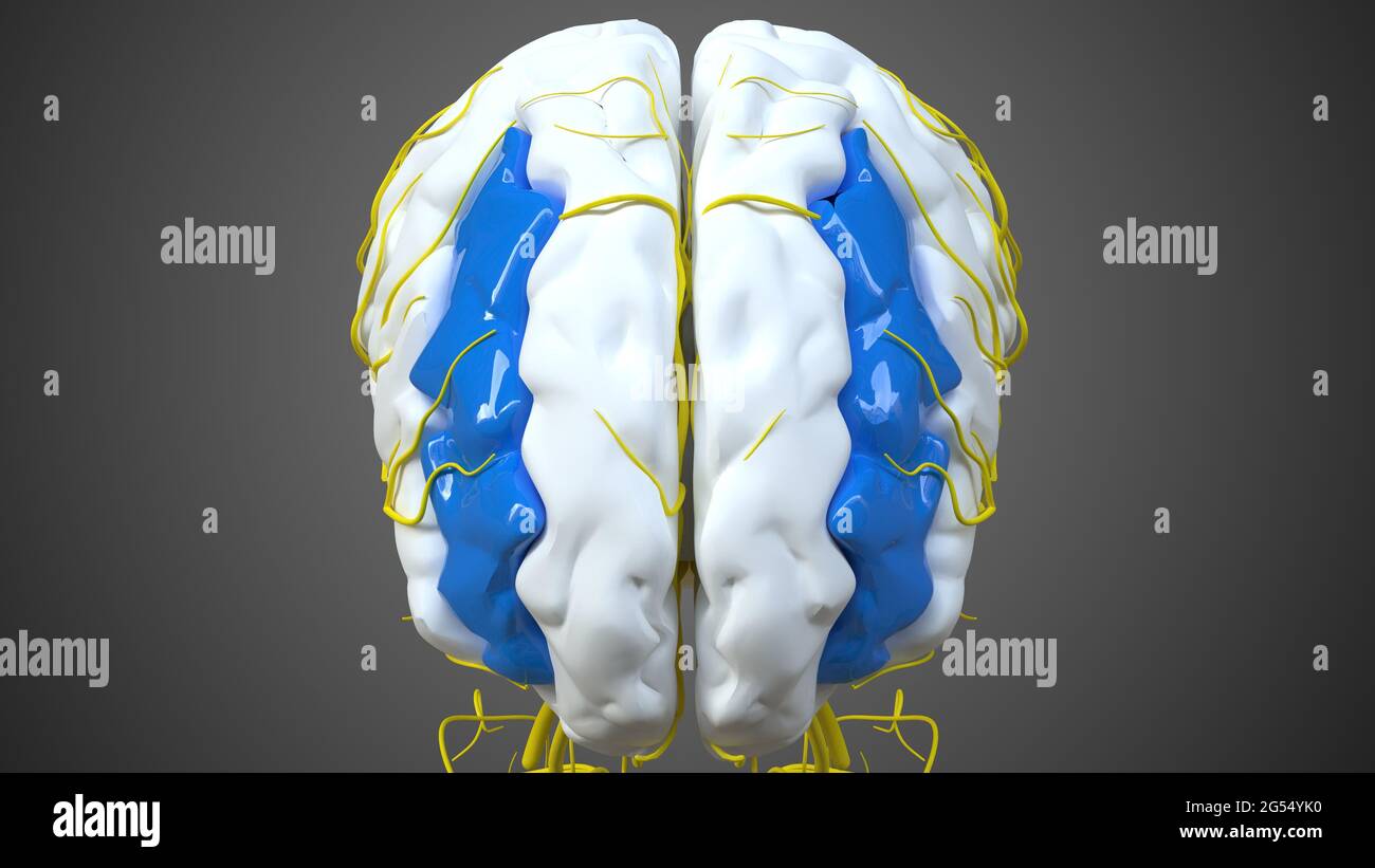 Anatomie des mittleren frontalen Gyrus des Gehirns für medizinisches ...