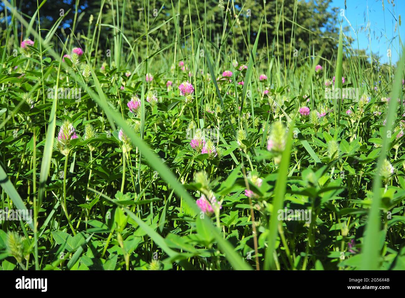 Field clover -Fotos und -Bildmaterial in hoher Auflösung – Alamy