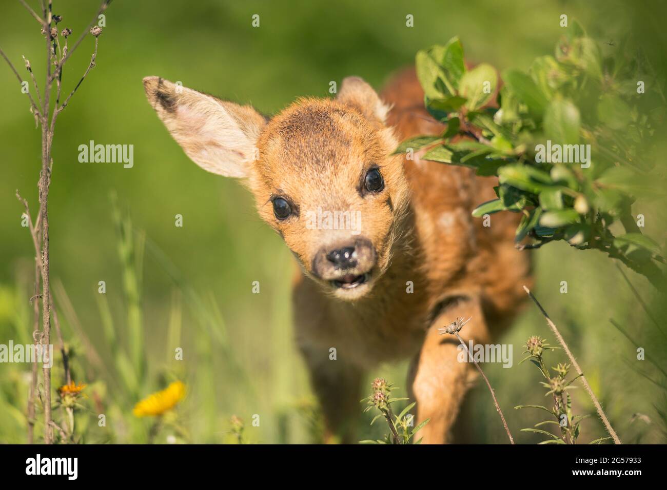 Wallaby im wald -Fotos und -Bildmaterial in hoher Auflösung – Alamy