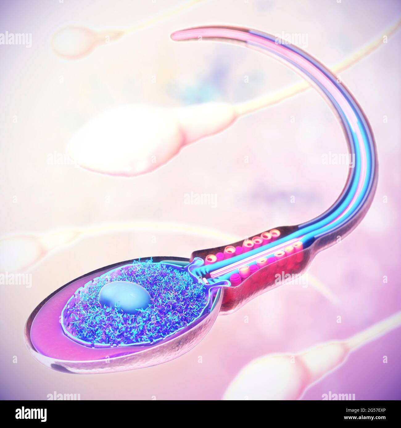 Anatomie der Spermien, Abbildung Stockfotografie - Alamy