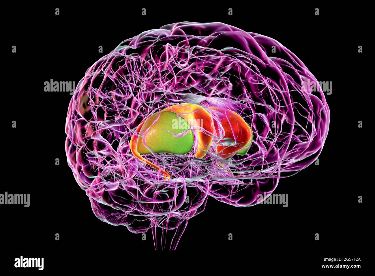 Corpus striatum -Fotos und -Bildmaterial in hoher Auflösung – Alamy