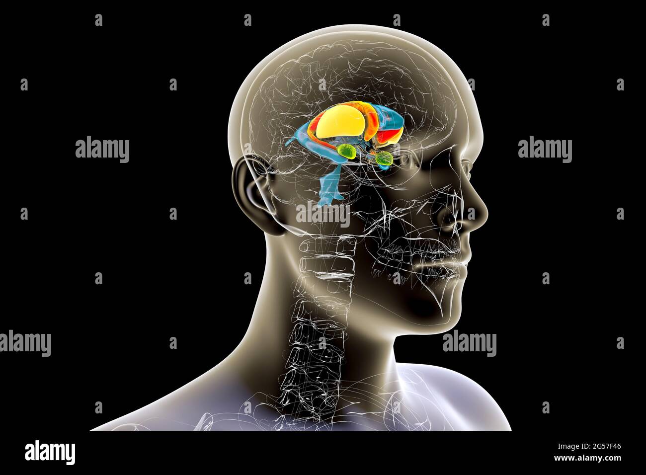 Coronal section brain -Fotos und -Bildmaterial in hoher Auflösung – Alamy