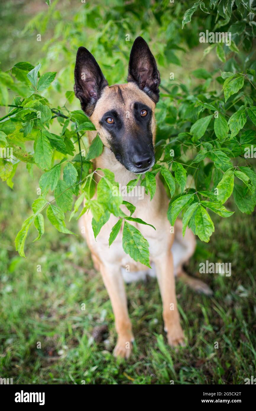 Belgischer malinois -Fotos und -Bildmaterial in hoher Auflösung – Alamy
