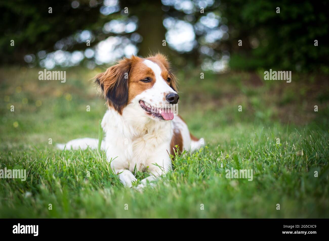 Nederlandse Kooikerhondje Stockfotos und -bilder Kaufen - Alamy