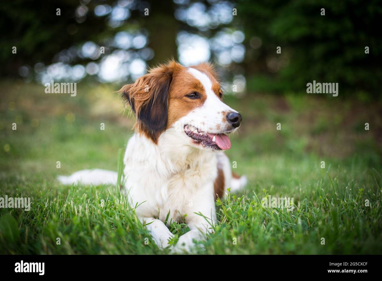 Nederlandse Kooikerhondje Liegend Stockfotos und -bilder Kaufen - Alamy