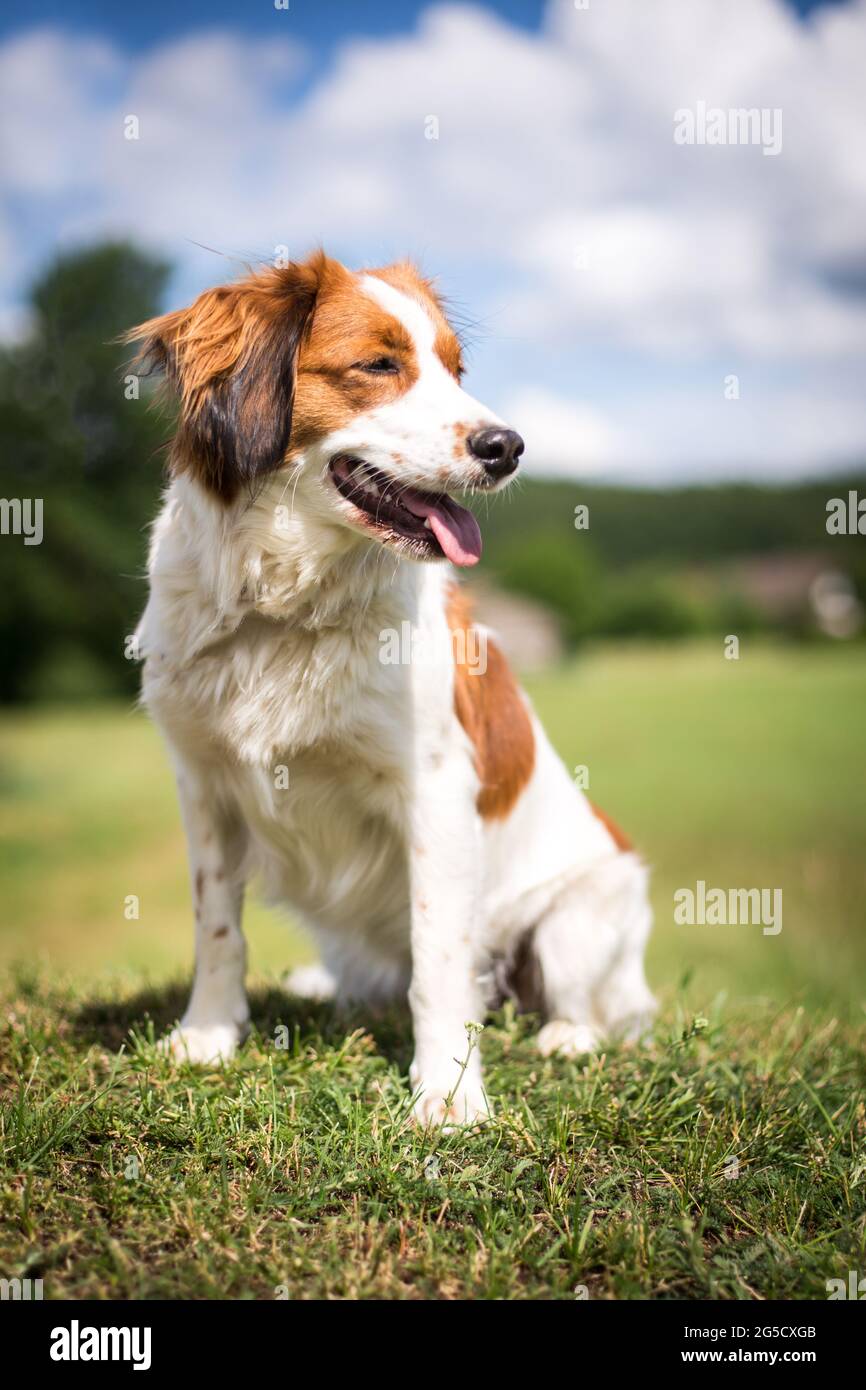 Nederlandse kooikerhondje -Fotos und -Bildmaterial in hoher Auflösung – Alamy