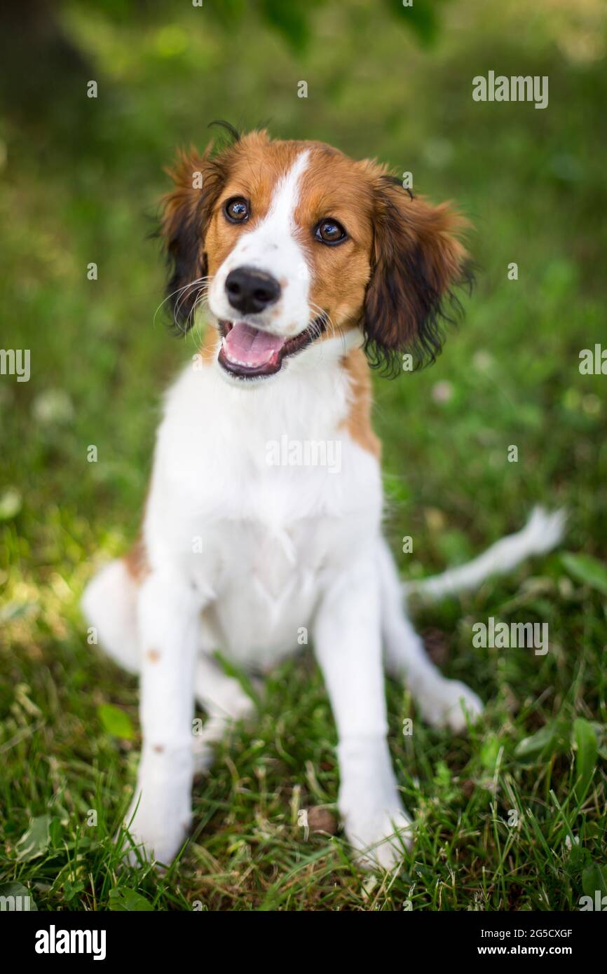 Nederlandse kooikerhondje -Fotos und -Bildmaterial in hoher Auflösung – Alamy