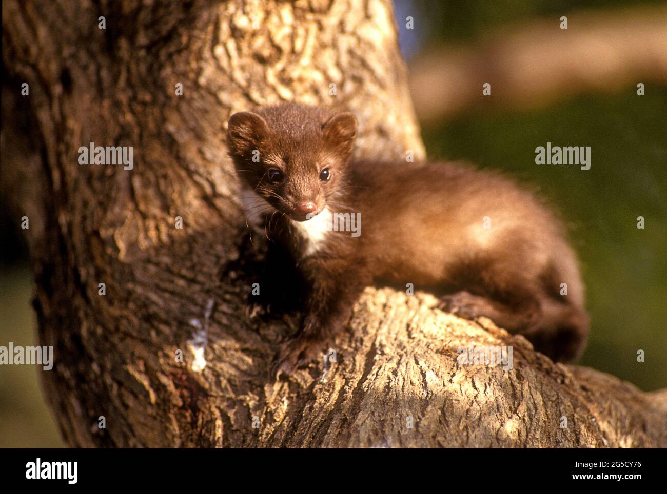 Stein / Buche Marder (Martes foina) Jungtiere im Baum, Israel ...