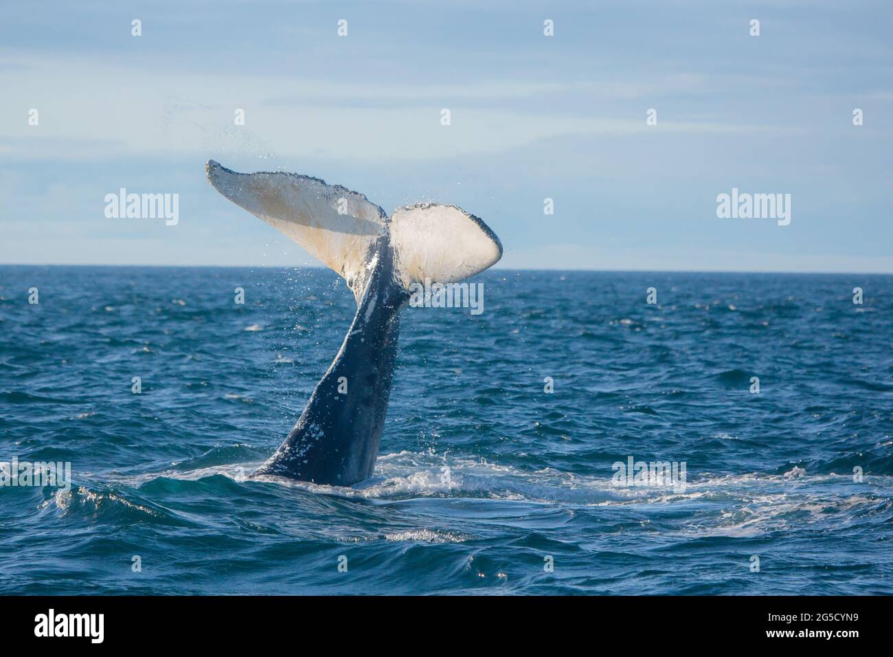 Buckelwal, der aus dem Meerwasser springt und planscht, Bay of Fundy ...