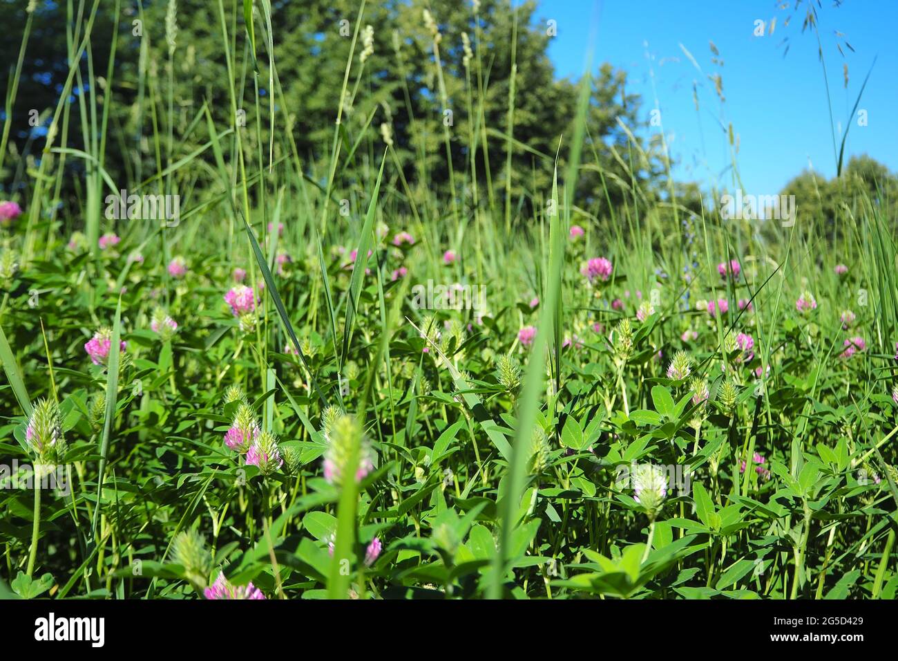 Field clover -Fotos und -Bildmaterial in hoher Auflösung – Alamy