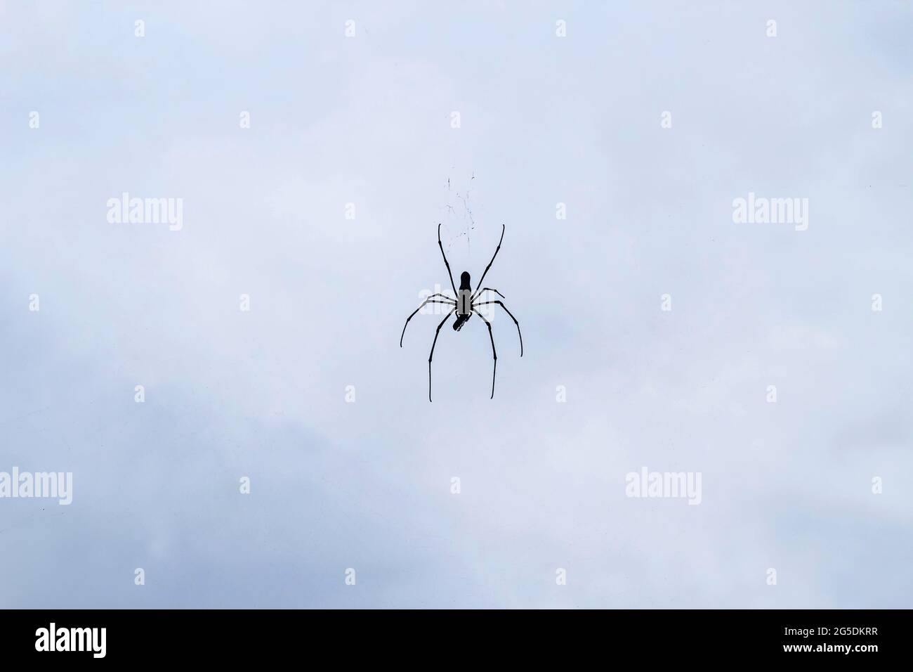 Spider sitzt auf dem Netz mit Himmel Hintergrund für die Tapete. Spinne ...
