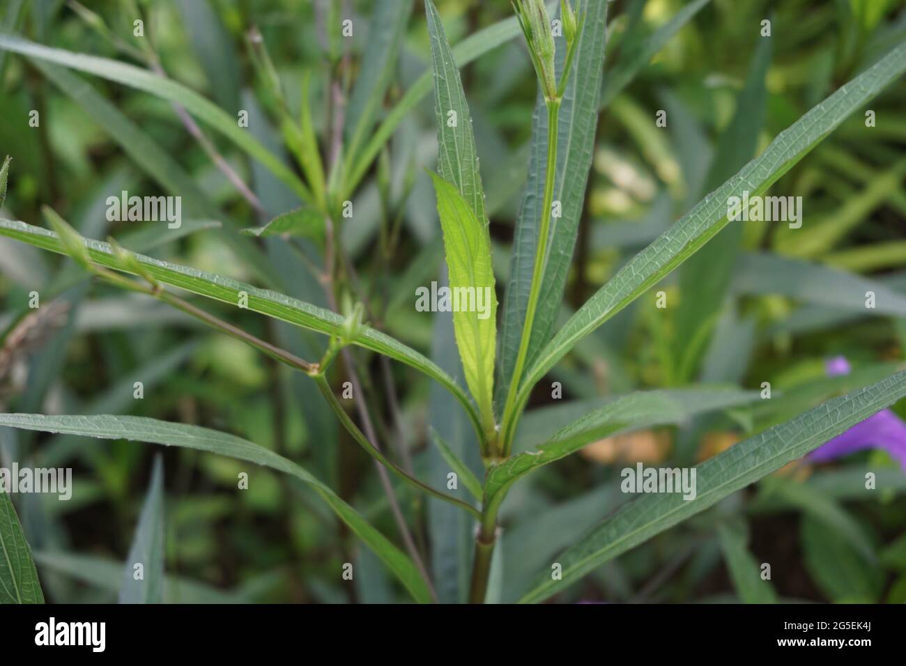 Ruellia simplex -Fotos und -Bildmaterial in hoher Auflösung – Alamy