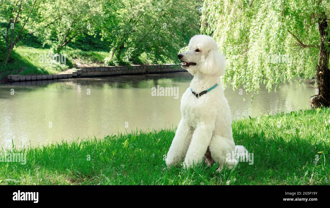 Ein großer Haushund mit Halsband sitzt auf einem Rasen im Freien. Ein ...