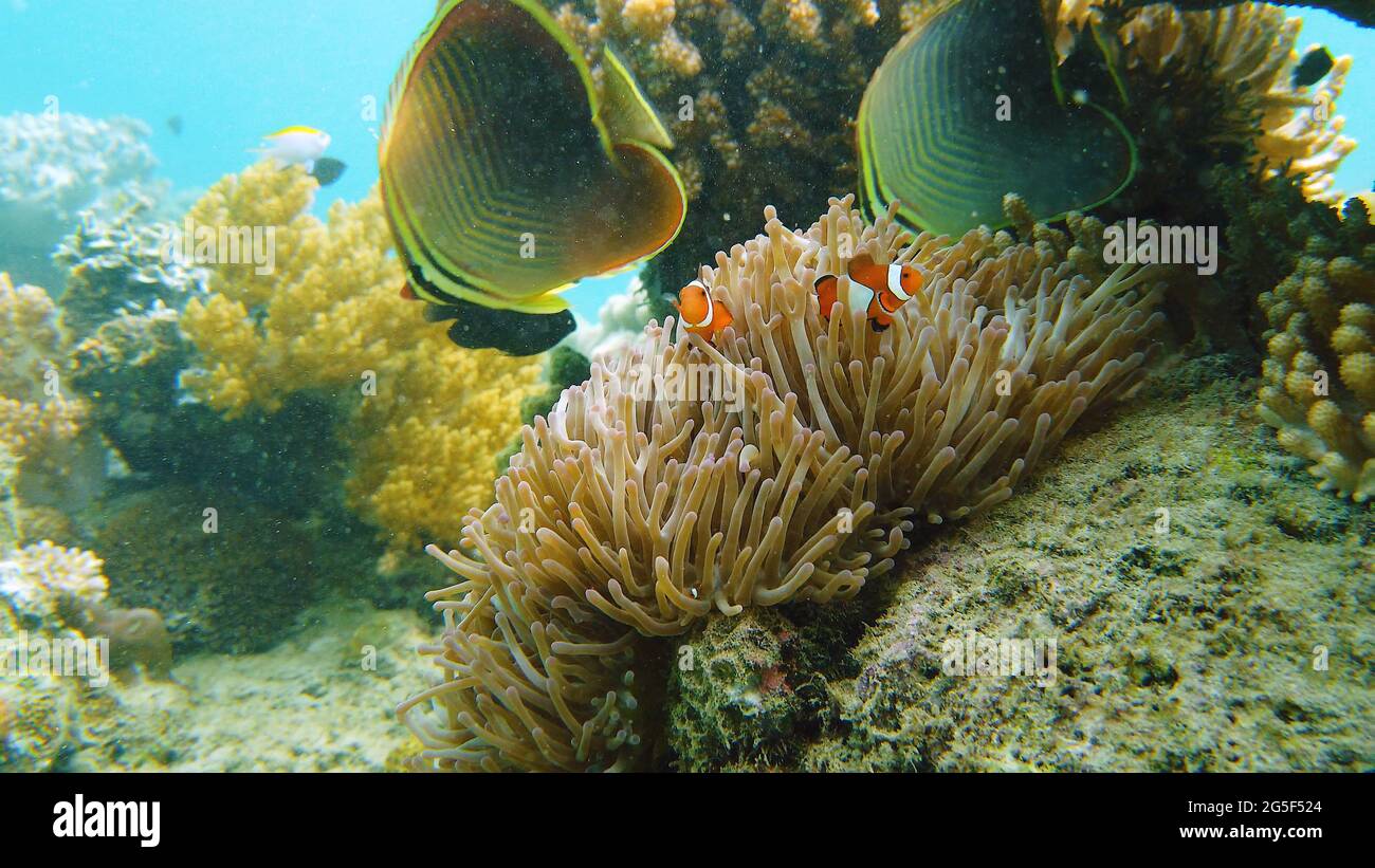 Clownfische und Seeanemonen, natürliche Symbiose. Coral Reef mit den ...