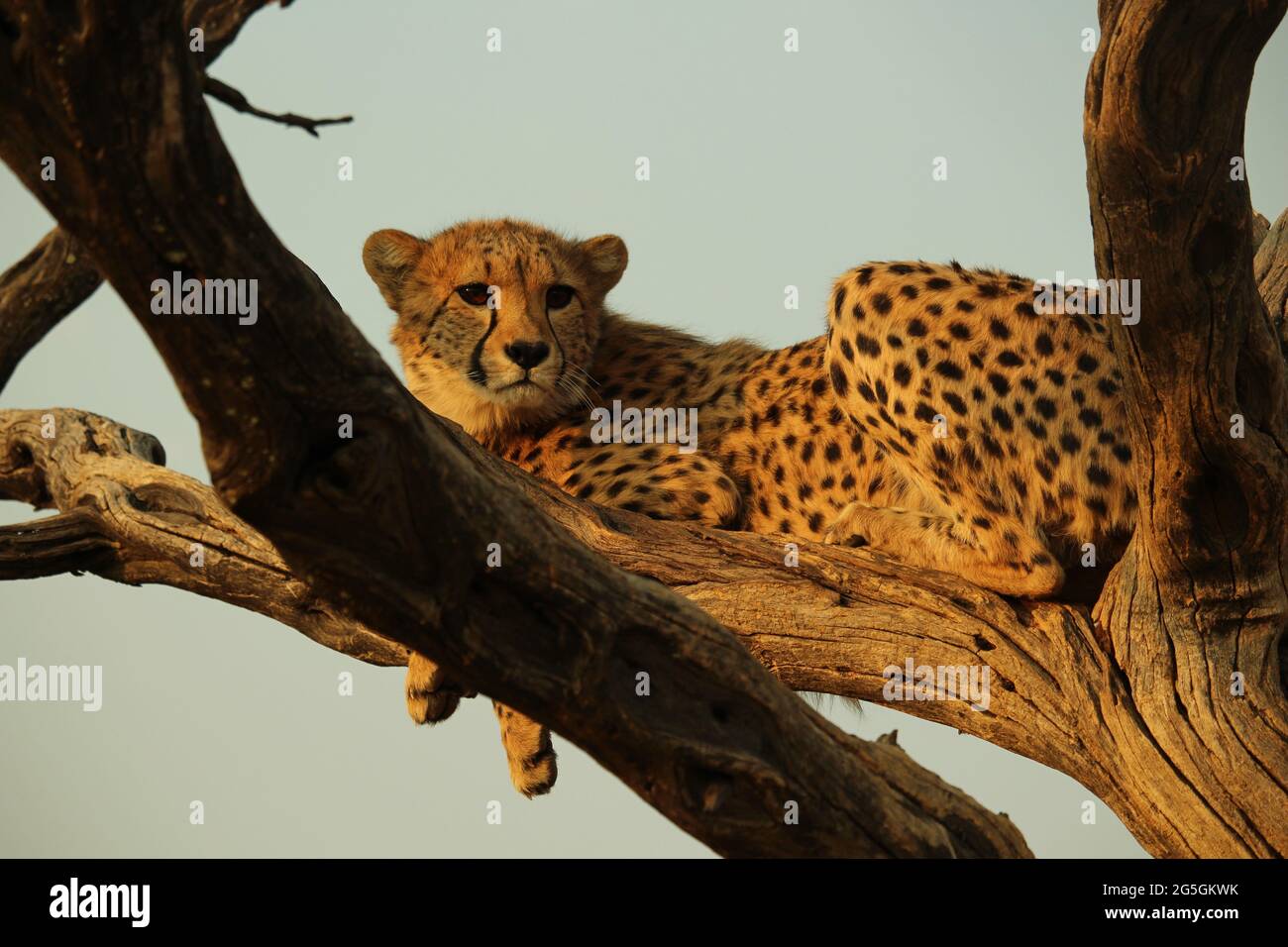 Gepard auf einem baum -Fotos und -Bildmaterial in hoher Auflösung – Alamy