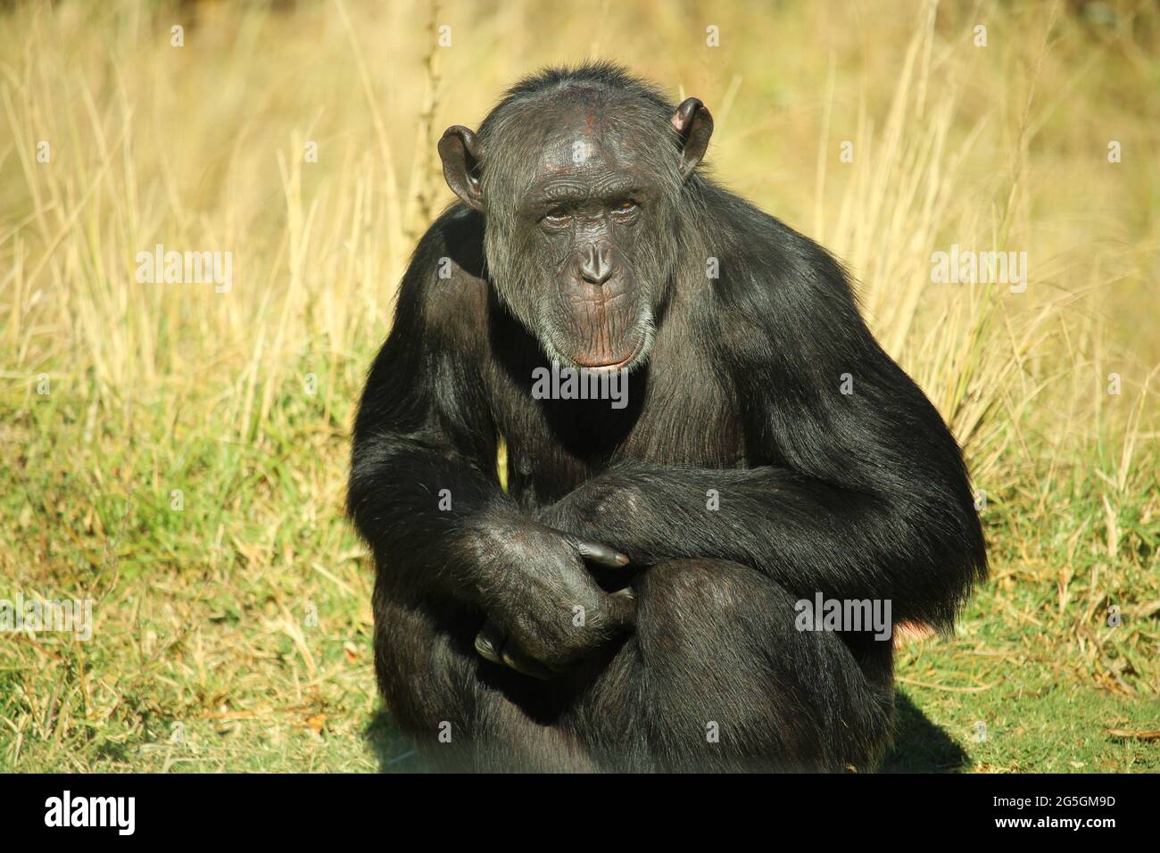 Schimpansen heiligtum -Fotos und -Bildmaterial in hoher Auflösung – Alamy