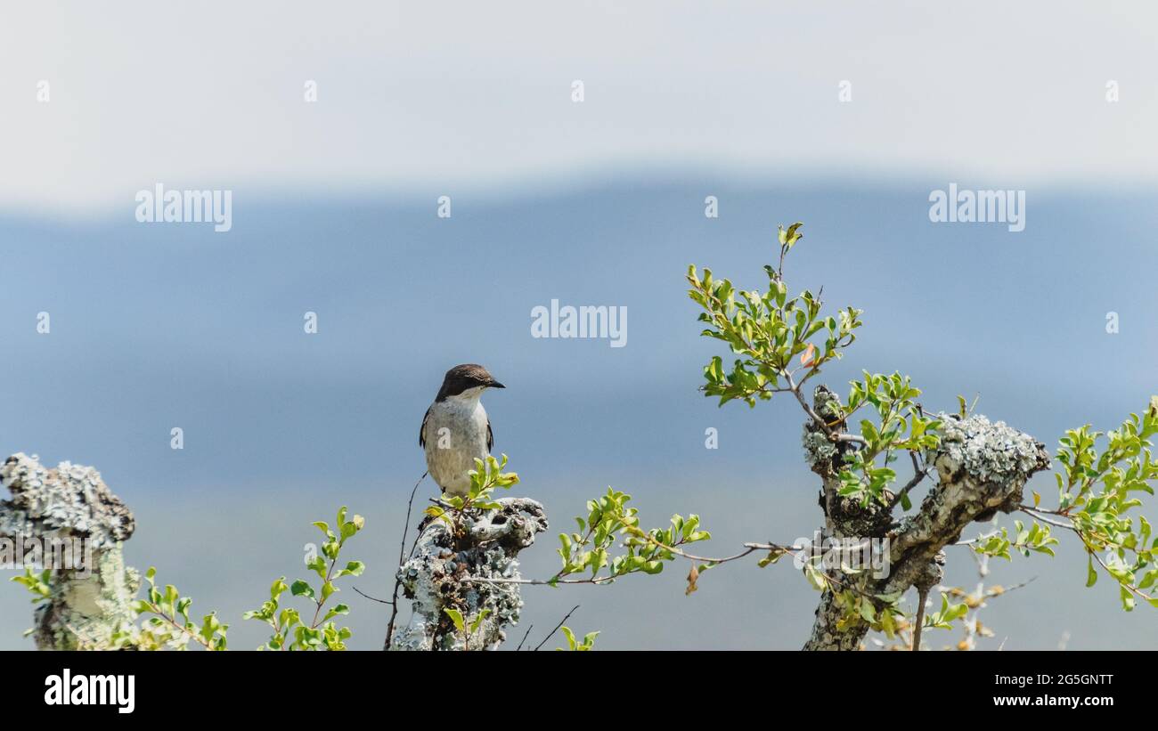 Vogel sitzt in einem baum -Fotos und -Bildmaterial in hoher Auflösung ...